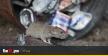 Il y aurait un rat par habitant dans le Grand Lyon - Rue89 Lyon