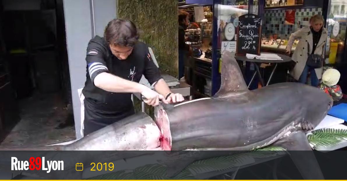 Lyon : le requin renard découpé à la Croix-Rousse issu d'une espèce ...